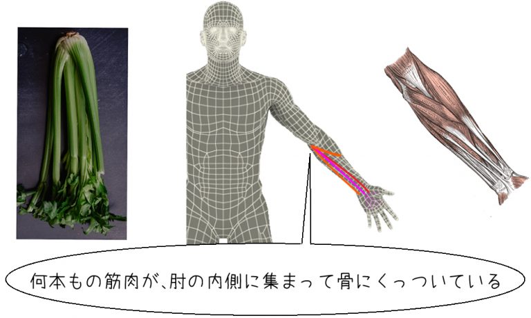肘の痛み！【ひじの内側が痛い時】の自宅治療法とストレッチゴルフ肘 『レントゲン異常なし』と言われた後の体の痛みの治しかた