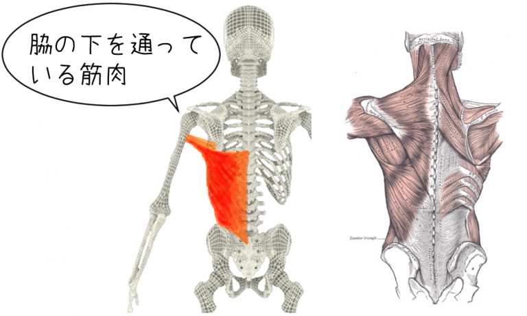 背中の痛み！【脇が痛い時】の自宅治療法とストレッチ 『レントゲン異常なし』と言われた後の体の痛みの治しかた