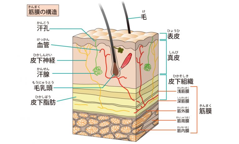背中の痛み！【背中全体が痛い時】の自宅治療法とストレッチ 『レントゲン異常なし』と言われた後の体の痛みの治しかた