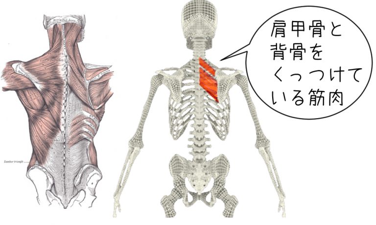 背中の痛み！【肩甲骨ぞいの横が痛い時】の自宅治療法とストレッチ 『レントゲン異常なし』と言われた後の体の痛みの治しかた