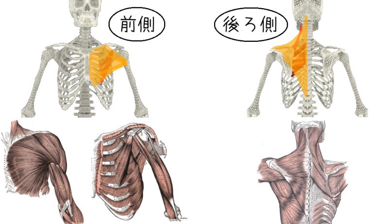 肩こり解消!【猫背で肩が痛い人】の自宅での治し方(簡単ストレッチ) 『レントゲン異常なし』と言われた後の体の痛みの治しかた